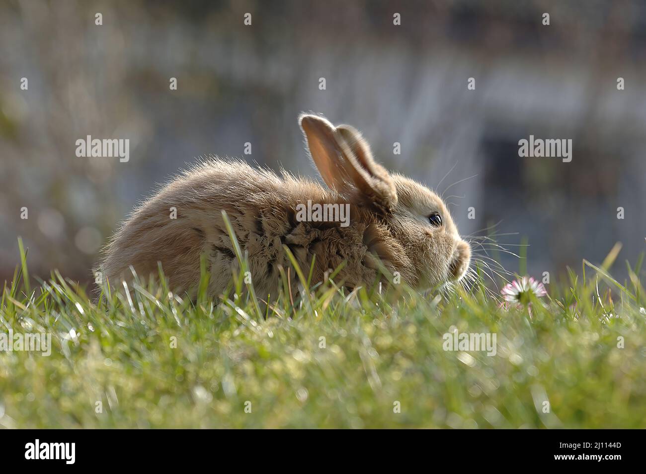 Junger hase hi-res stock photography and images - Alamy