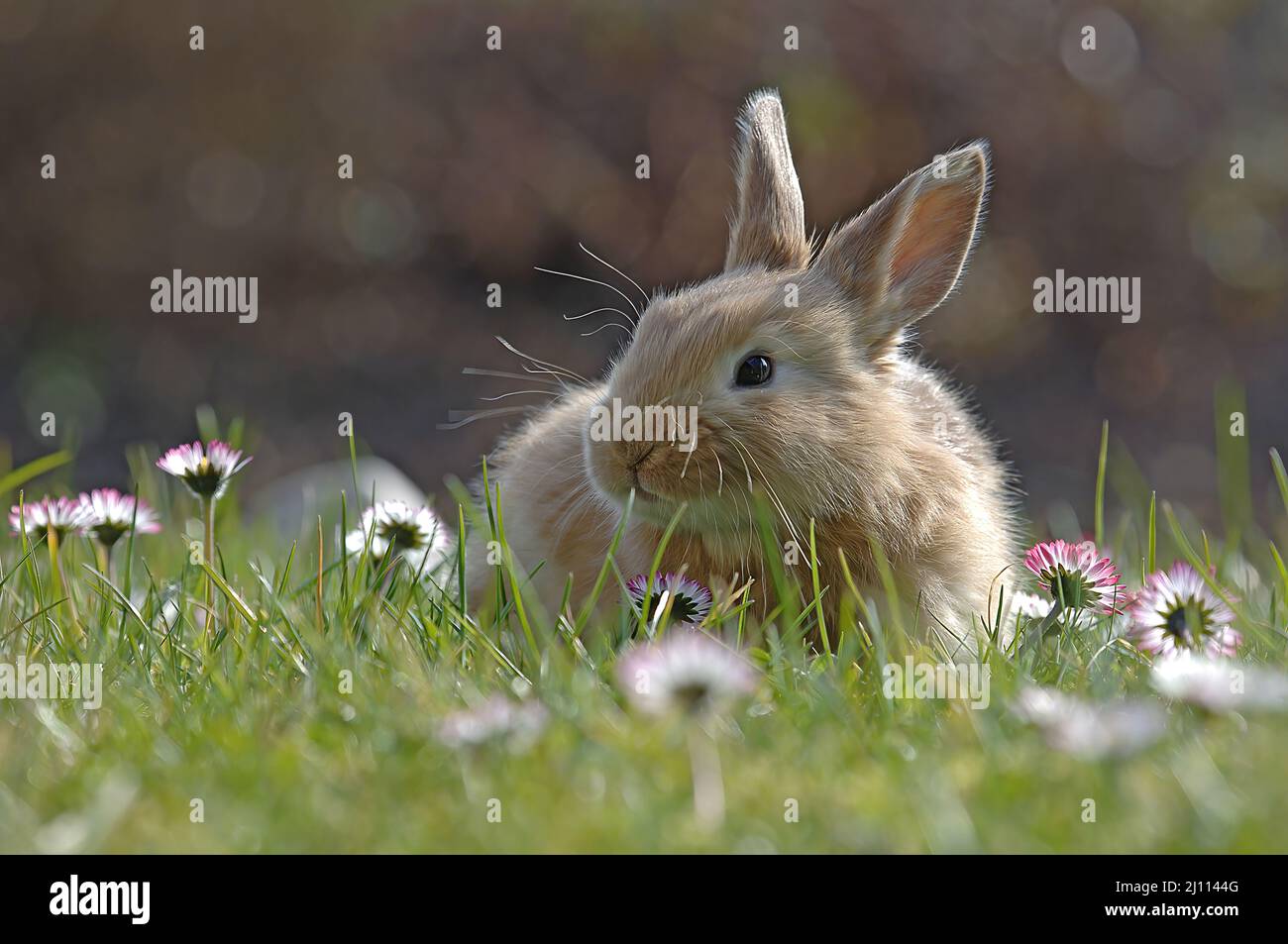 Fruhlinswiese hi-res stock photography and images - Alamy