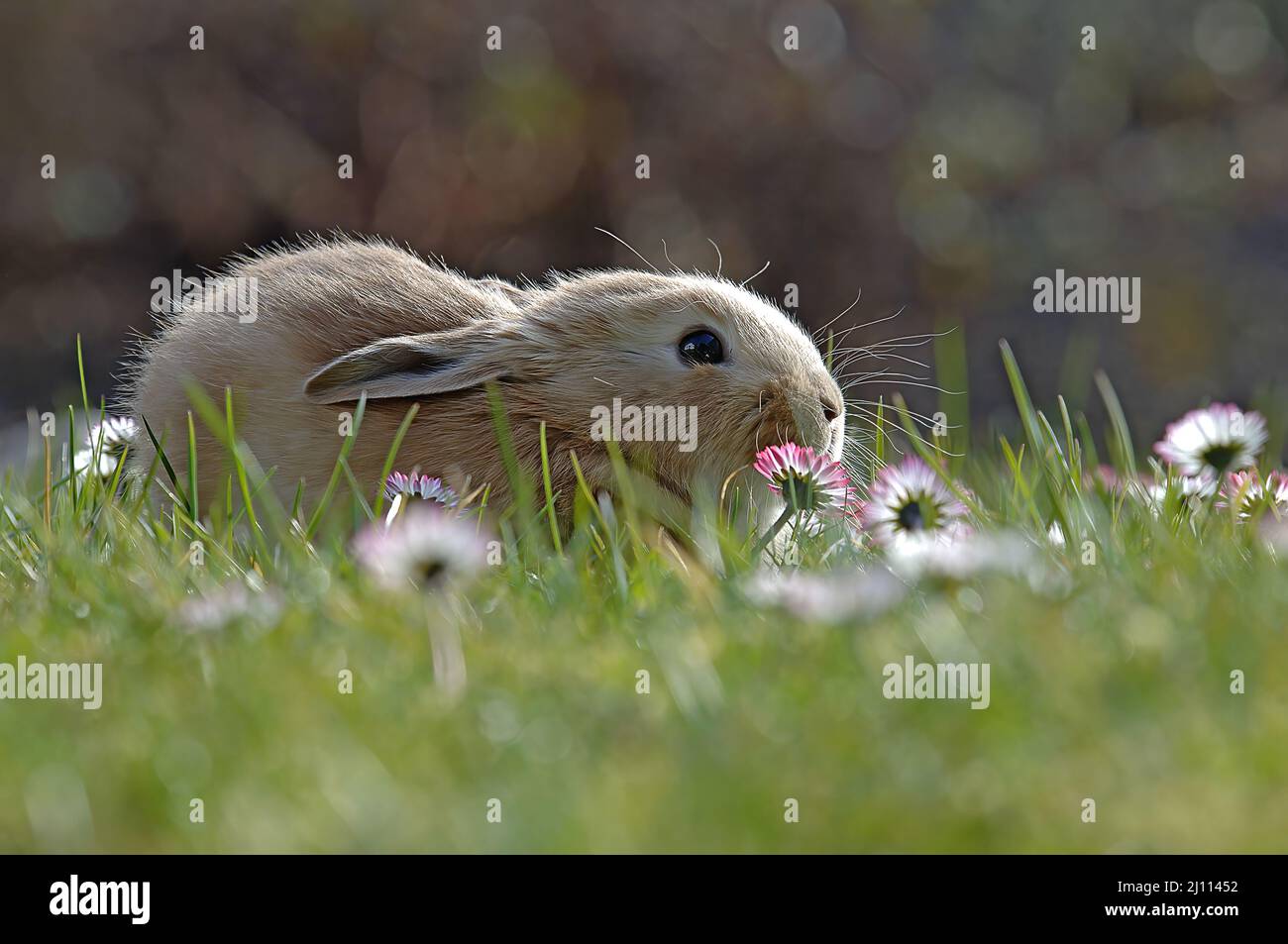 Junger hase hi-res stock photography and images - Alamy