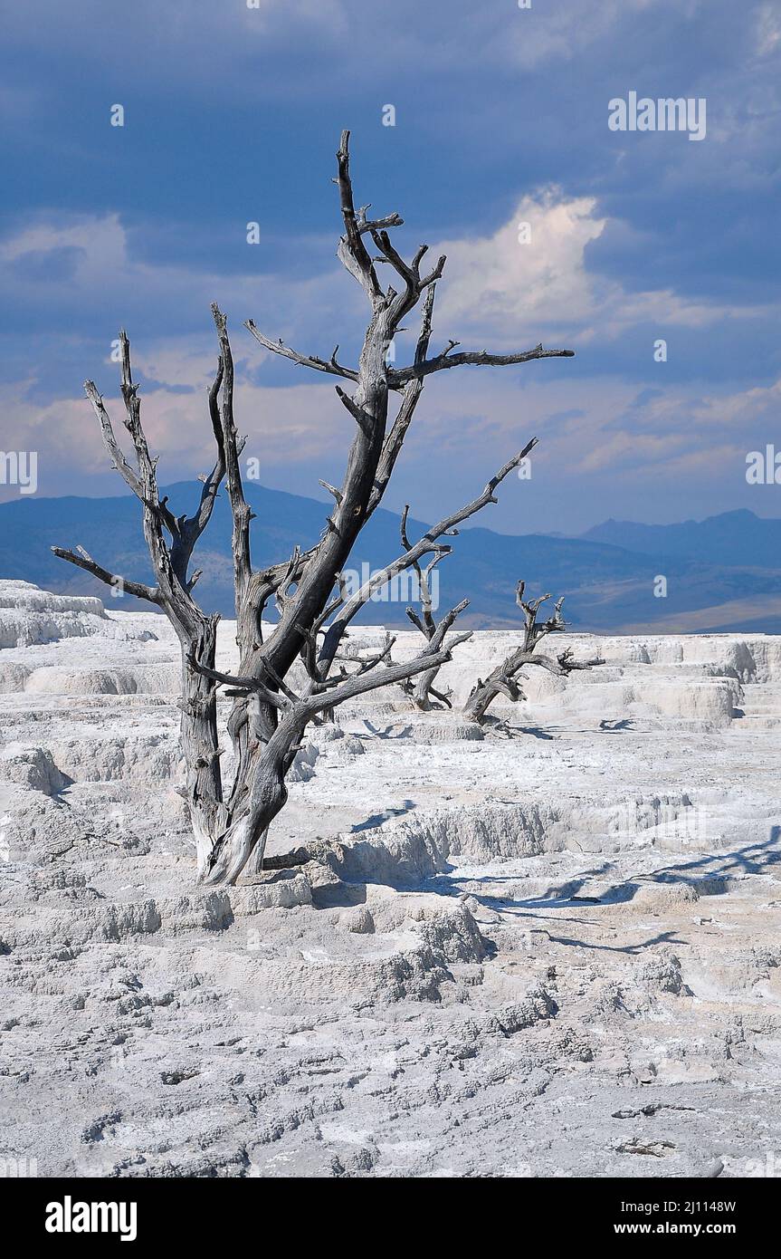 Petrified tree yellowstone hi-res stock photography and images - Alamy