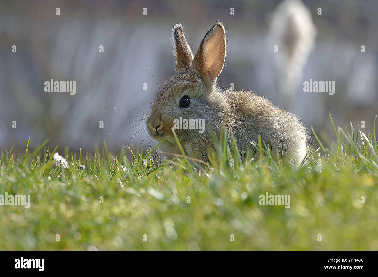 Junger hase hi-res stock photography and images - Alamy