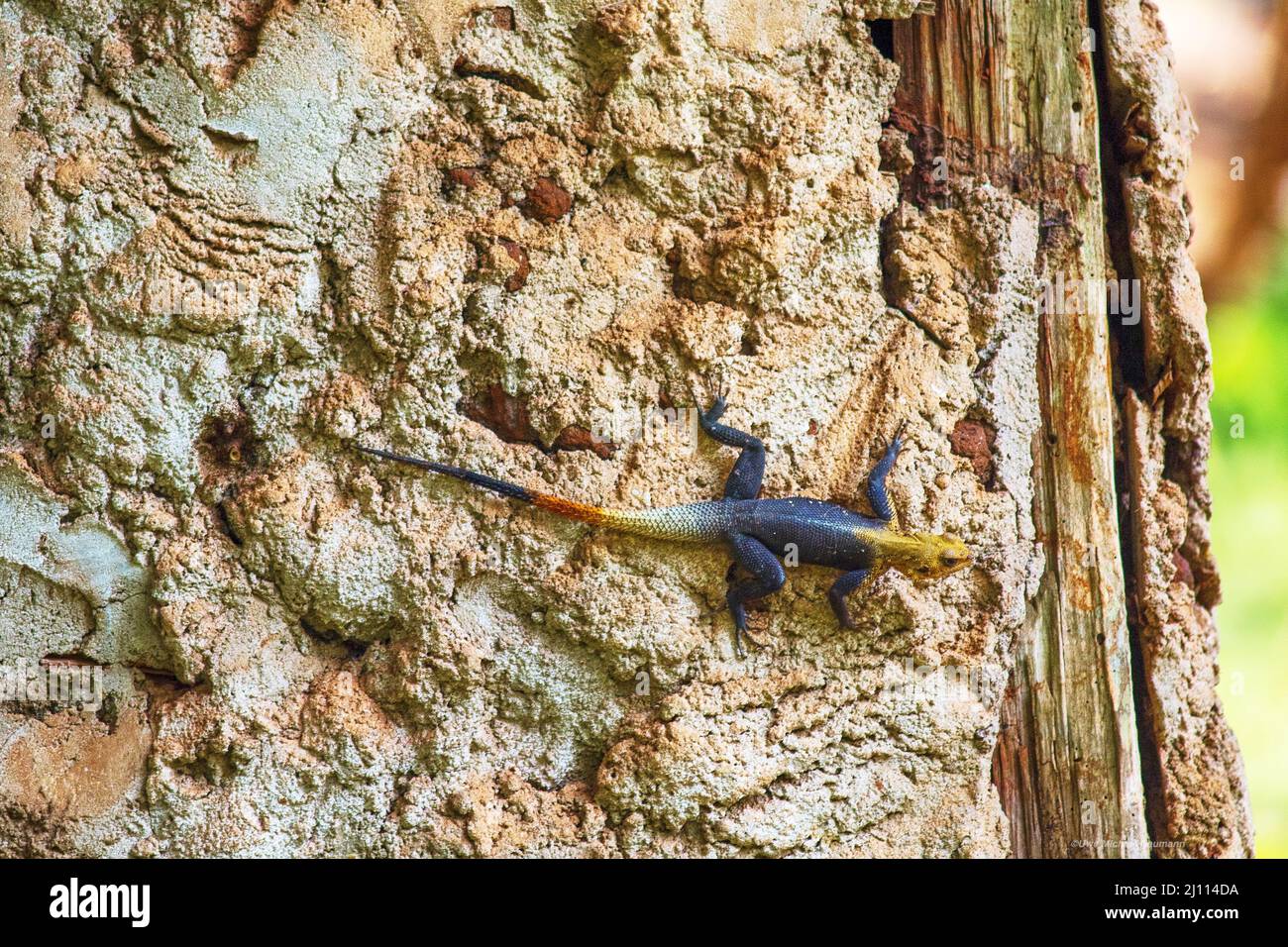 African Lizard, Agama, with a yellow head on a tree Stock Photo - Alamy