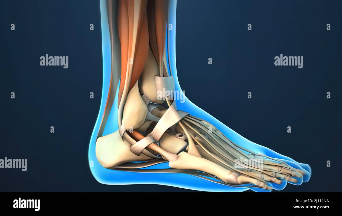 Bone Spurring High Resolution Stock Photography and Images - Alamy