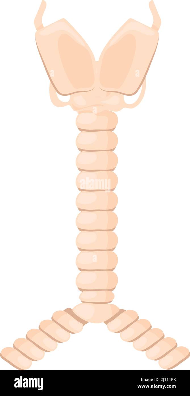 internal windpipe human organ Stock Vector Image & Art - Alamy