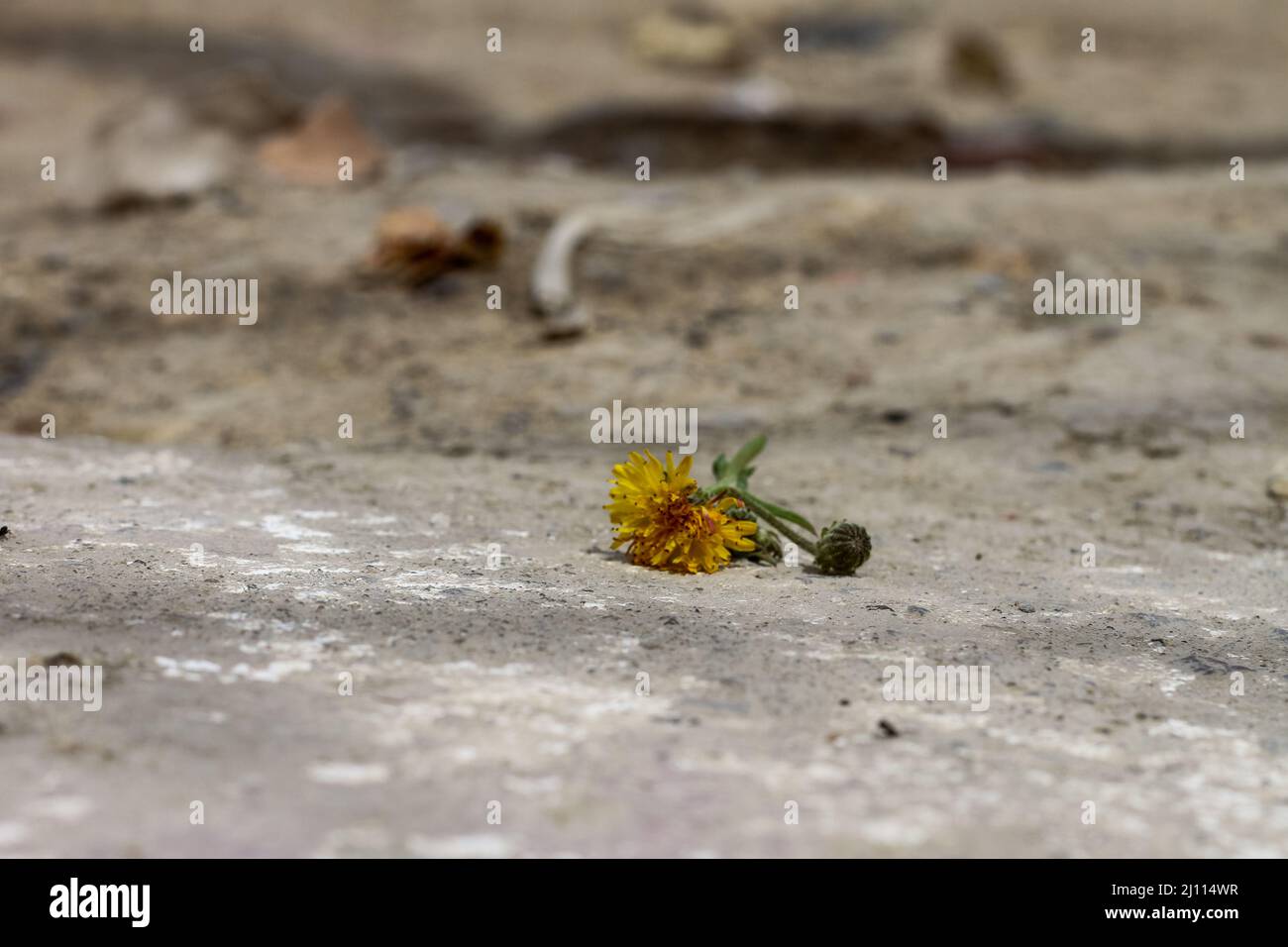Torn ground hi-res stock photography and images - Alamy