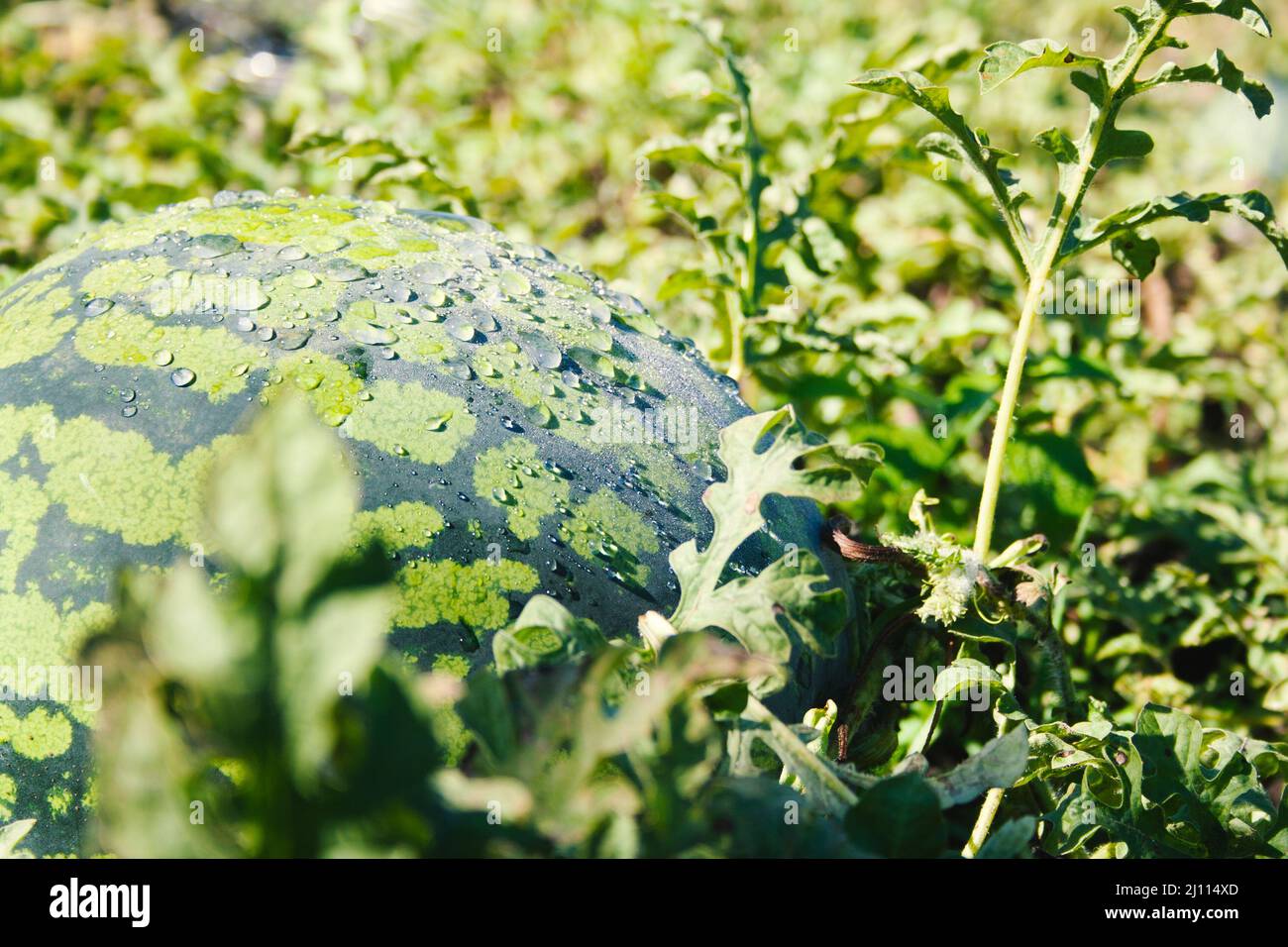 Hidden fruit hi-res stock photography and images - Alamy
