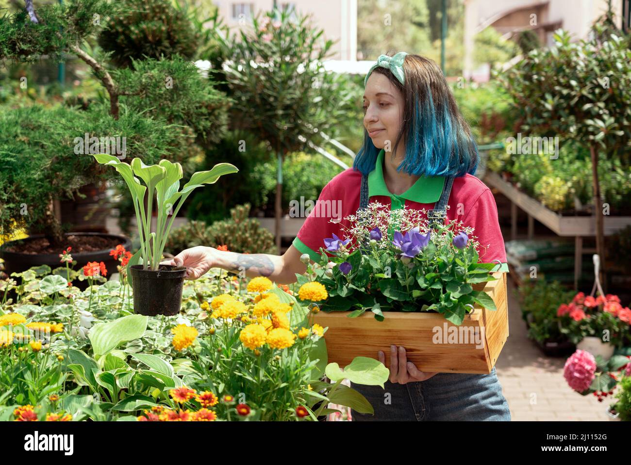 Florist working and arranging flower pots in garden store Stock Photo ...