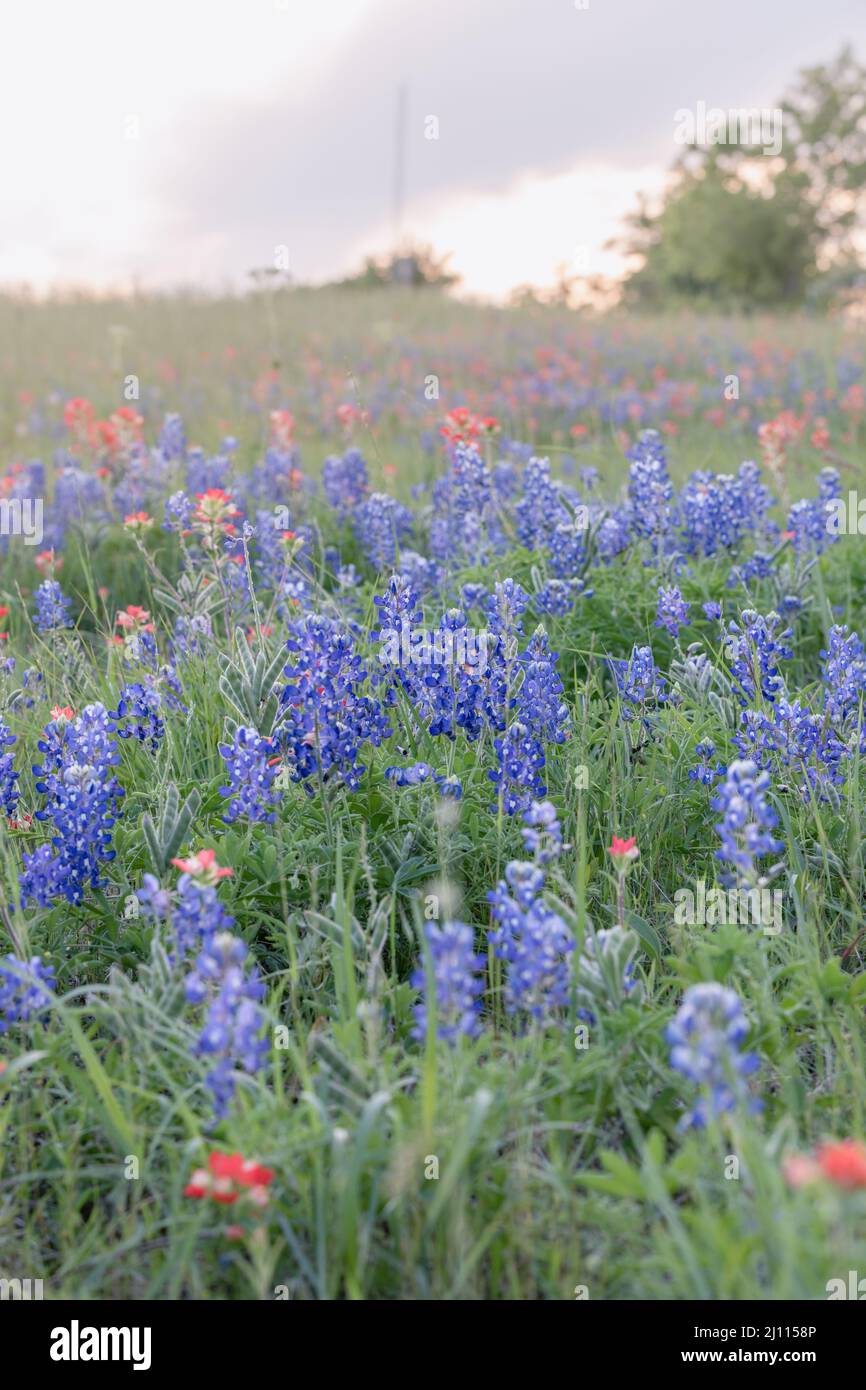 Brenham texas and mural hi-res stock photography and images - Alamy