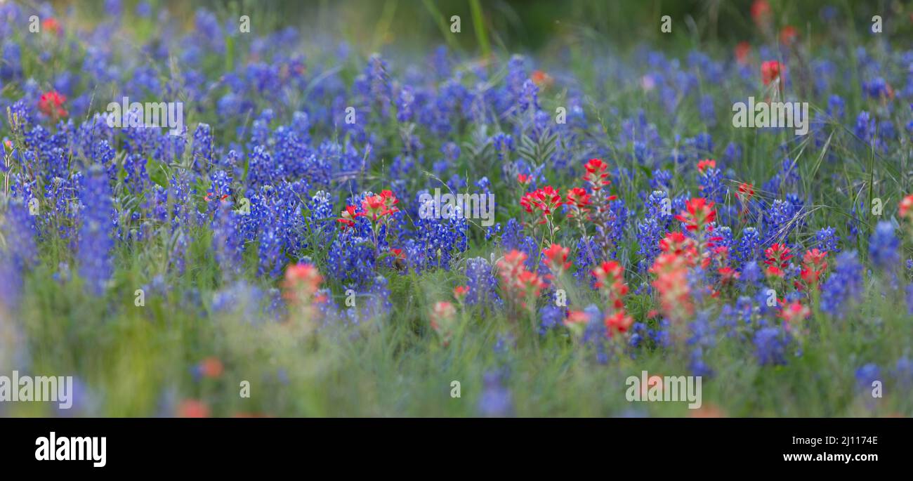 Beautiful Texas field of Bluebonnets in the hill country near Brenham ...