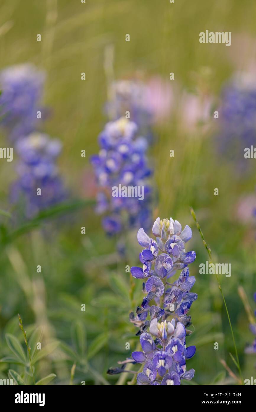 Beautiful Texas field of Bluebonnets in the hill country near Brenham ...
