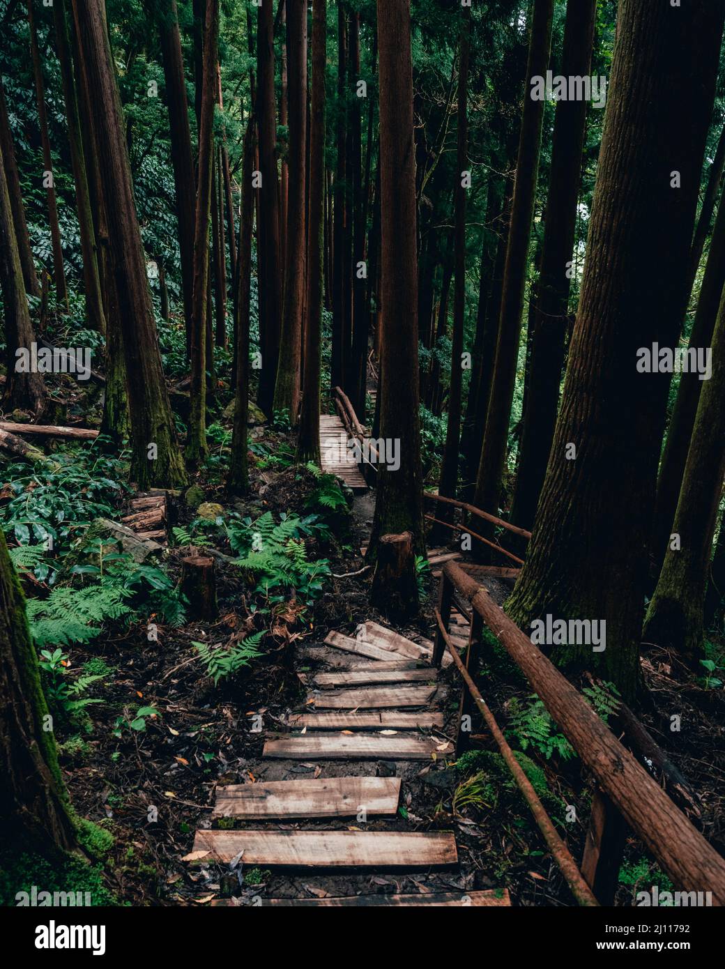 Stairs through greenery hi-res stock photography and images - Alamy