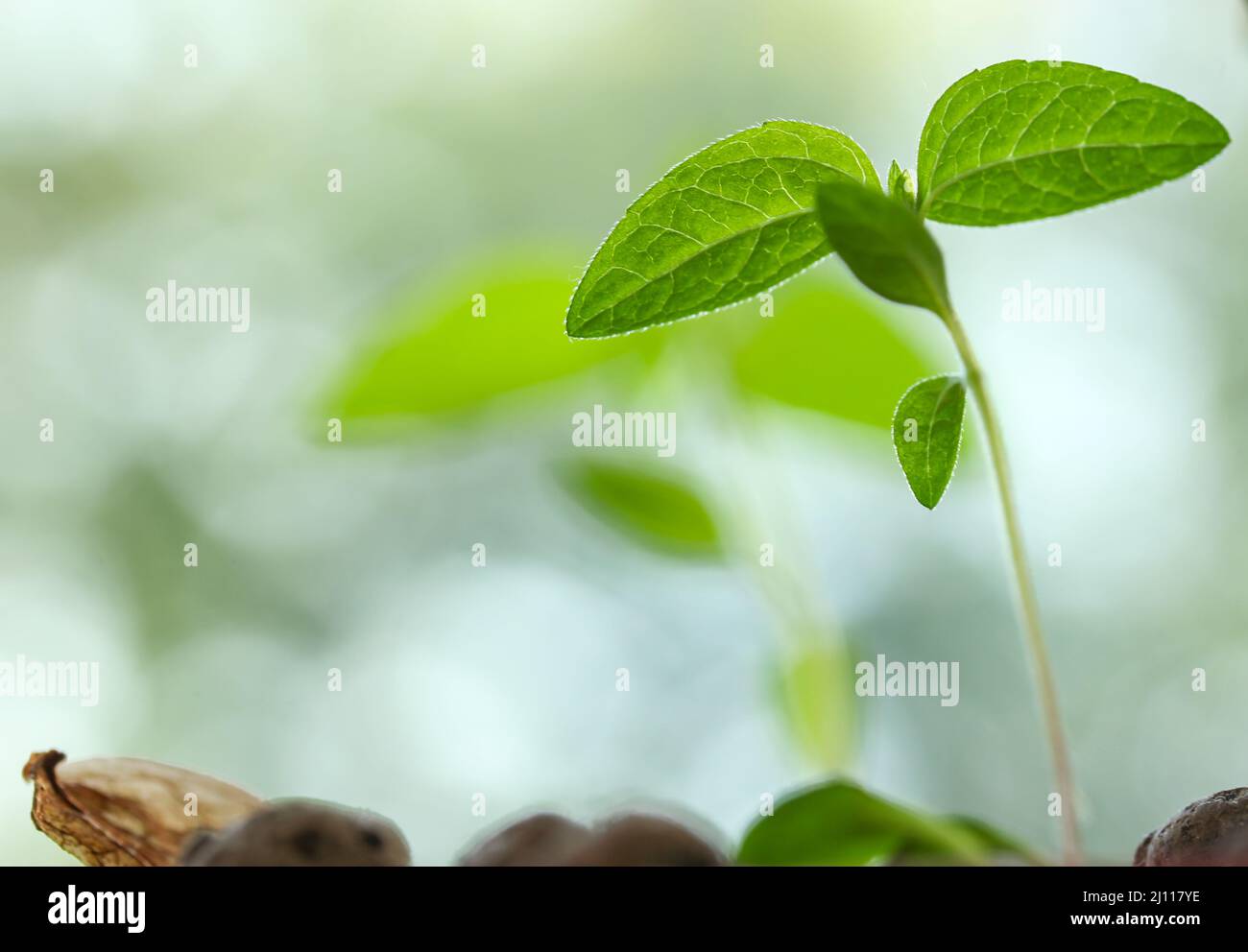 Sprouts macro shot. Green young plant sprouting from the ground ...