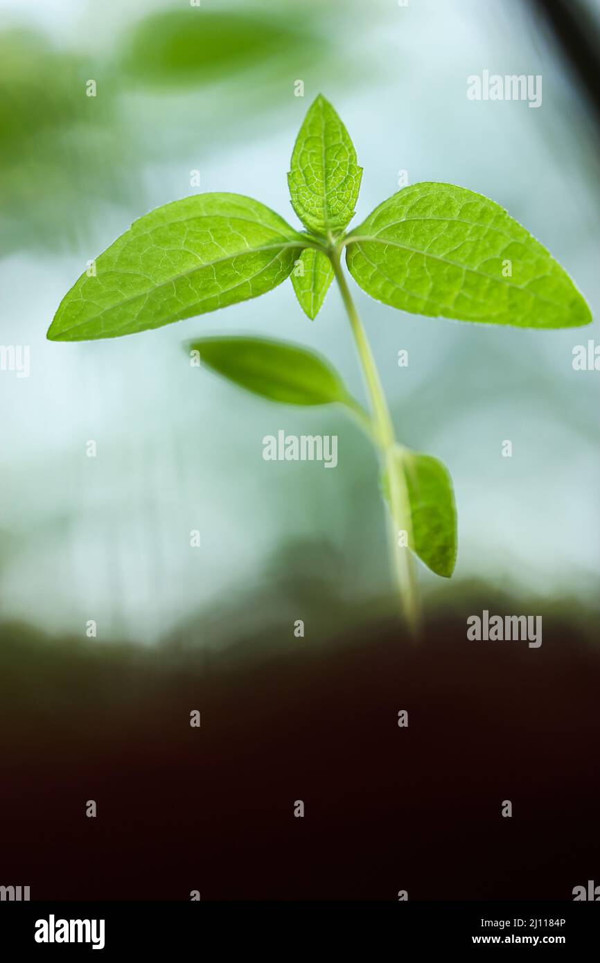 Sprouts macro shot. Green young plant sprouting from the ground ...