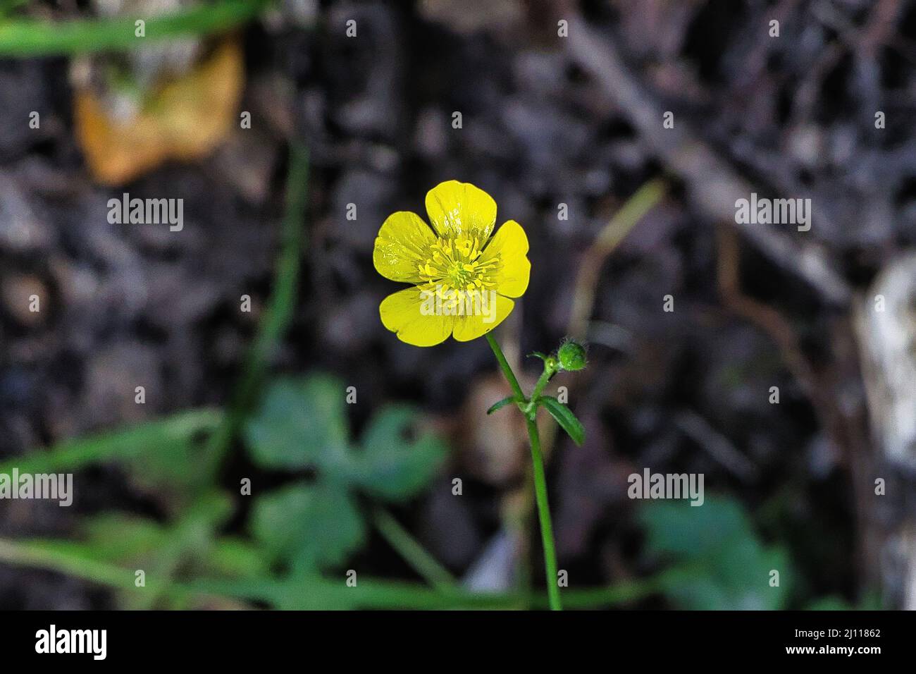 Closeup of a yellow Buttercup flower growing outdoors Stock Photo - Alamy