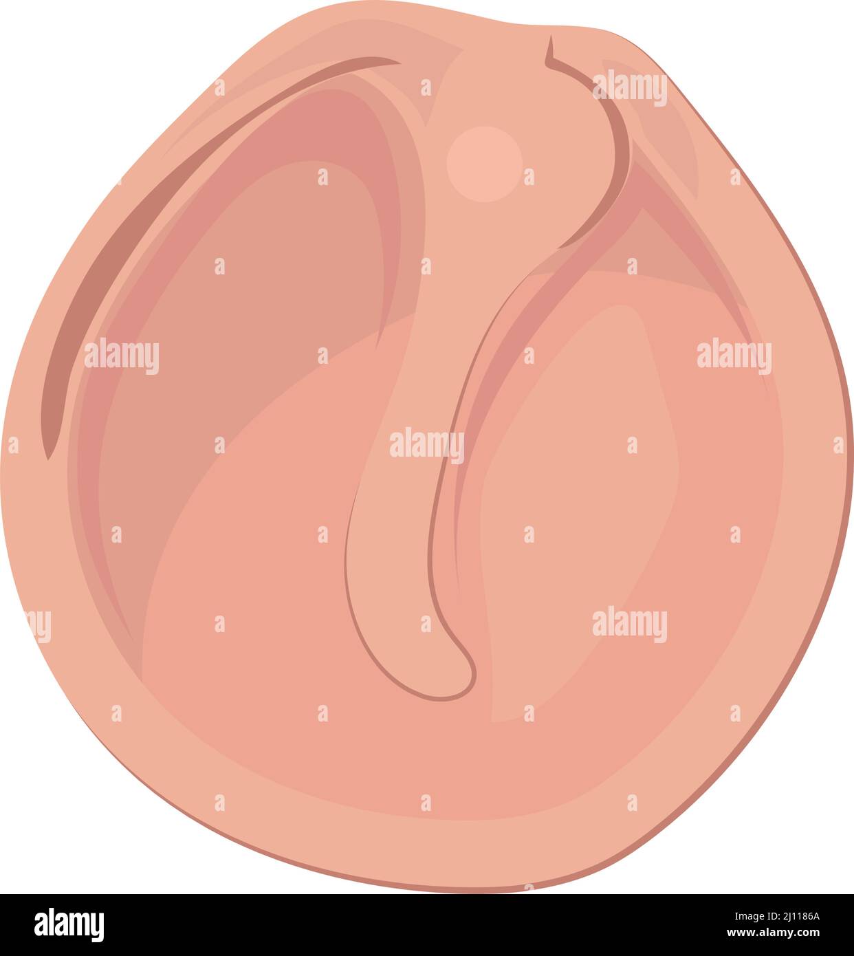 Inner ear anatomy Stock Vector Images - Alamy