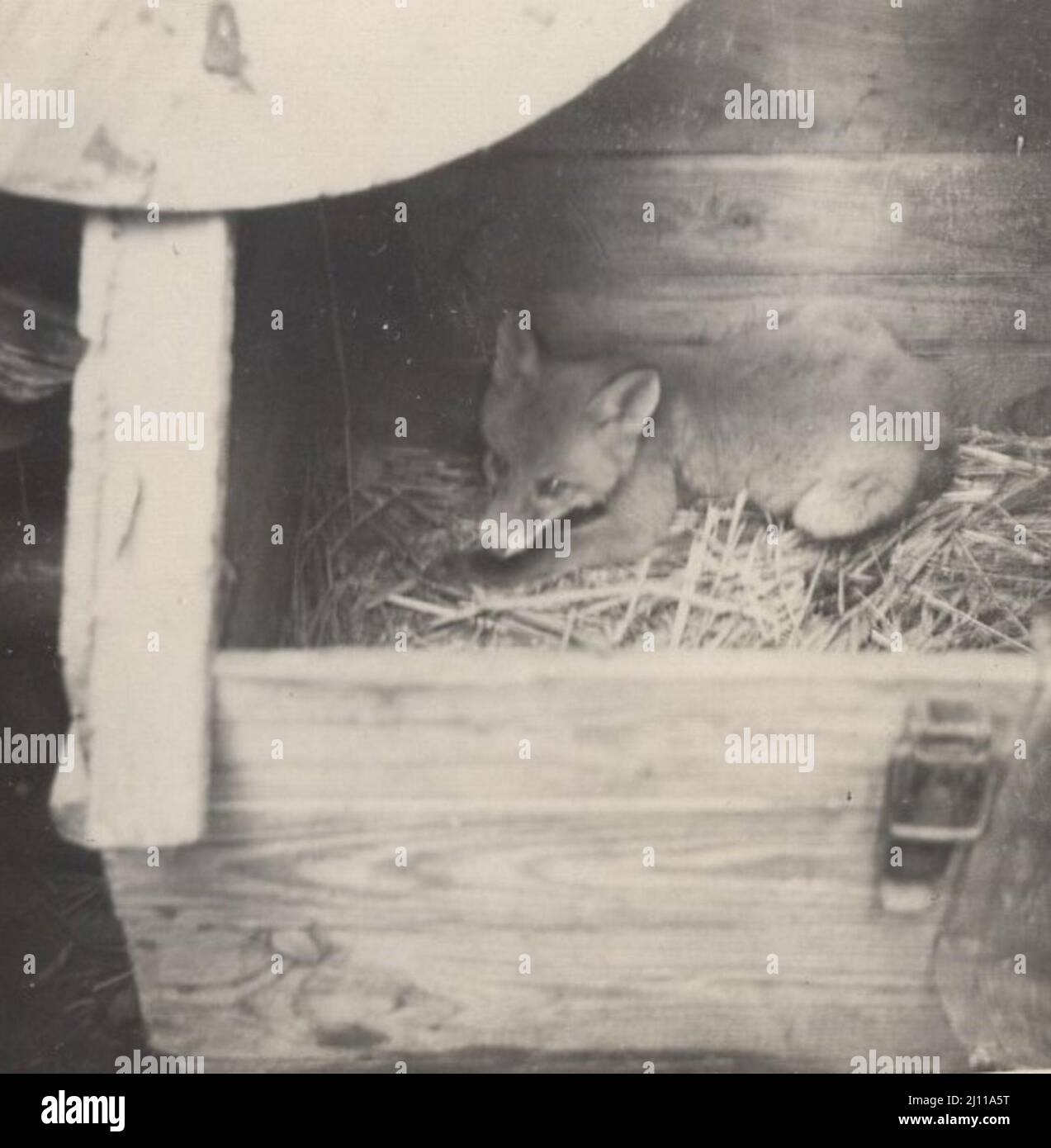 vintage zoo photograph: little fox ( fox baby) in a straw filled box ...
