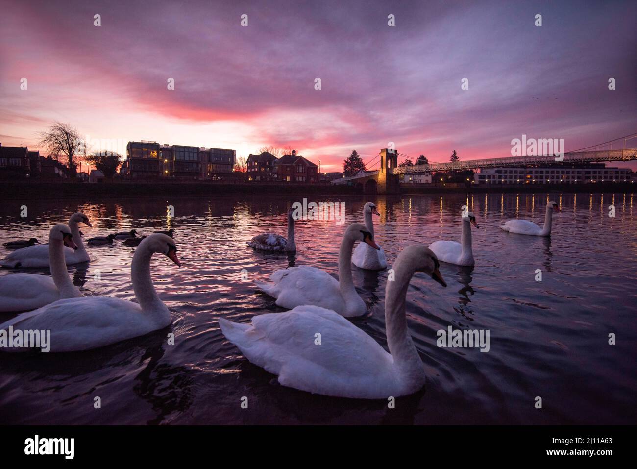 Swans at sunrise on thee River Trent, Victoria Embankment Nottingham ...