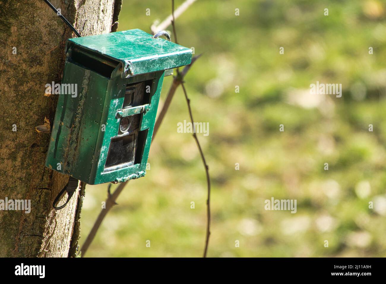 Deer at night on trail camera hi-res stock photography and images - Alamy