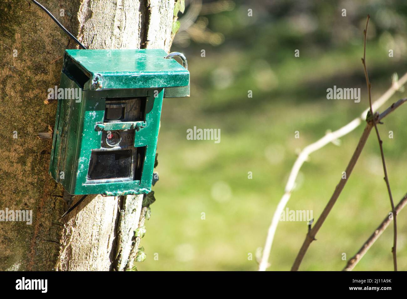 Deer at night on trail camera hi-res stock photography and images - Alamy