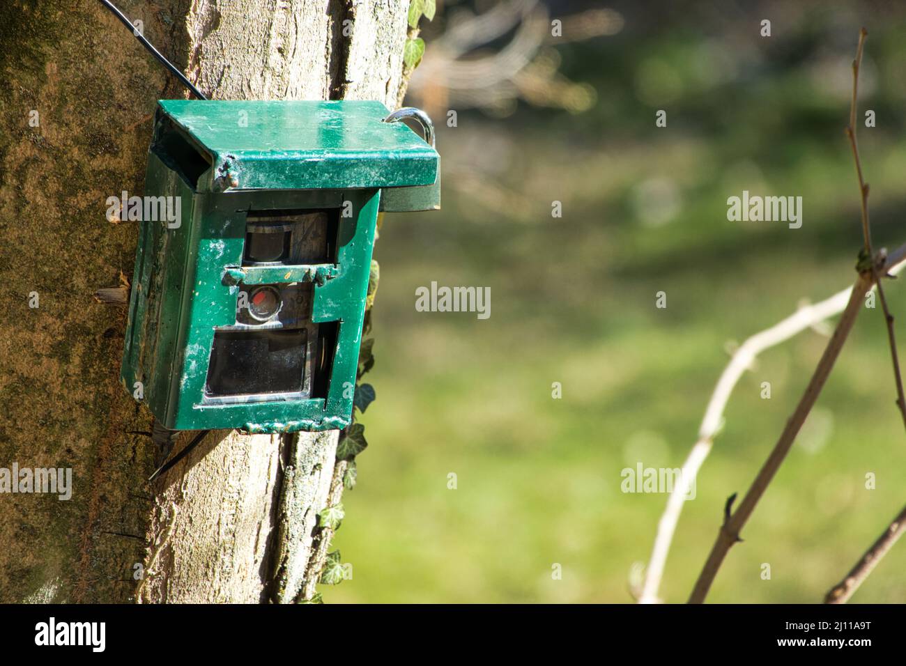 Hunting camera, green camera attached to a tree, used by hunters to spy ...