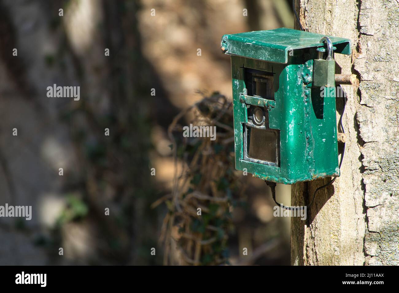 Deer at night on trail camera hi-res stock photography and images - Alamy