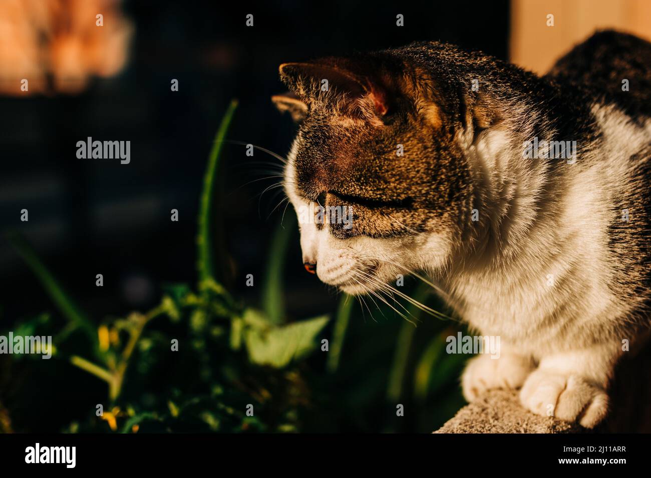 Shot of a cat looking right Stock Photo - Alamy