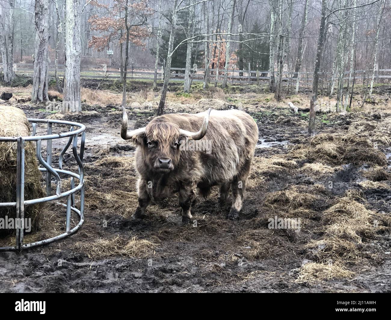 Bull standing in mud hi-res stock photography and images - Alamy