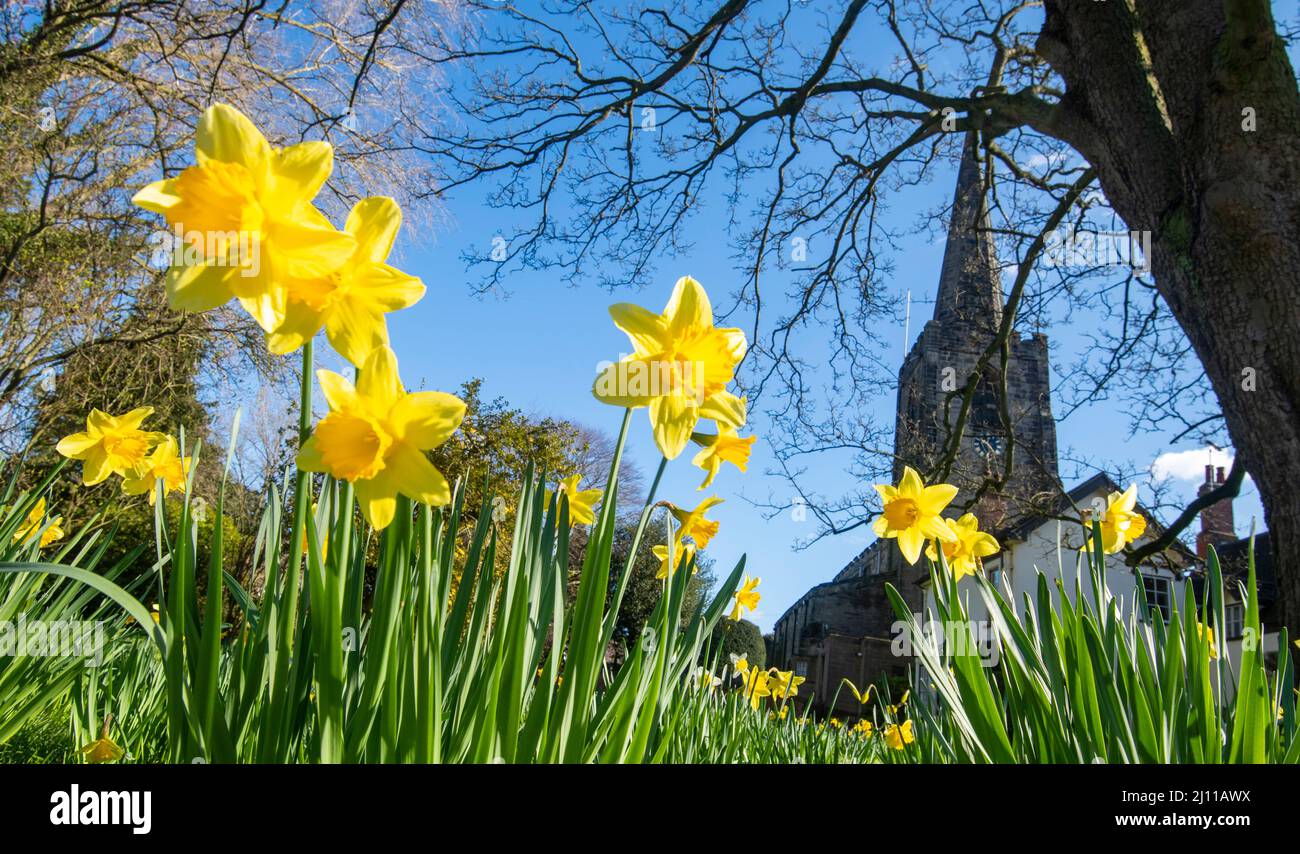 Spring Daffodils at St Mary's Church in Attenborough, Nottingham ...