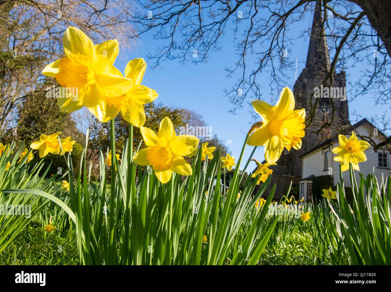 Spring Daffodils at St Mary's Church in Attenborough, Nottingham ...