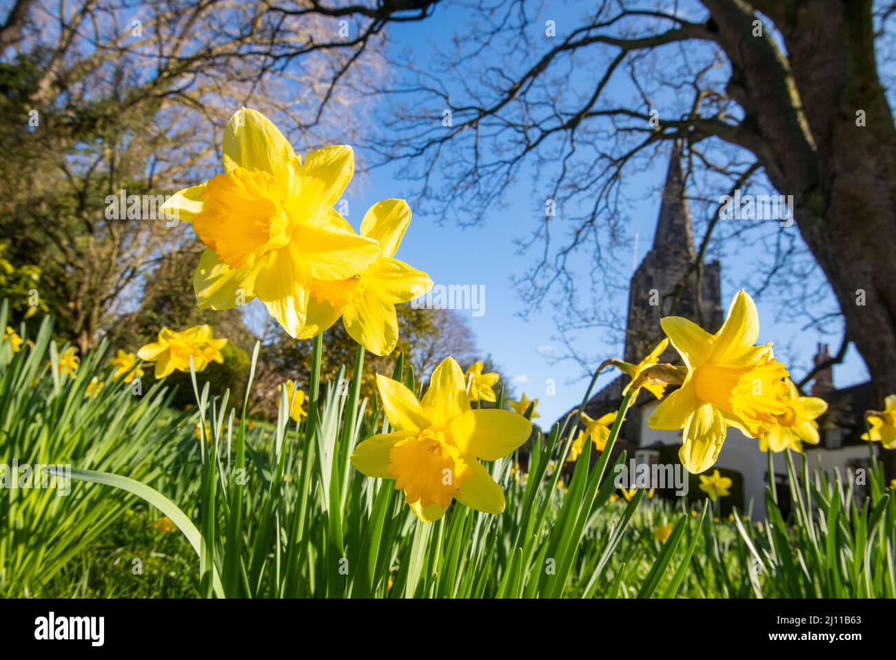 Spring Daffodils at St Mary's Church in Attenborough, Nottingham ...