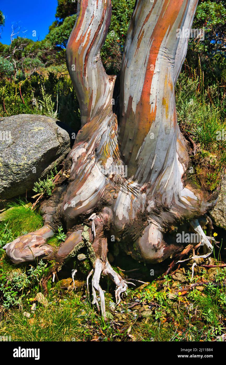 Snow Gum High Resolution Stock Photography and Images - Alamy