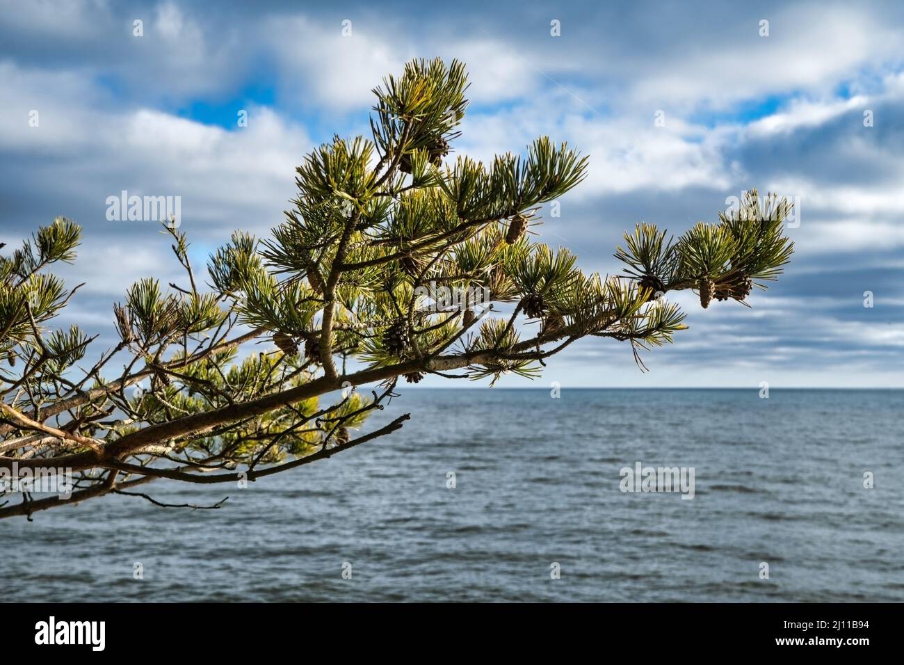 Pine cones on a branch of pine trees with ocean in the background and ...