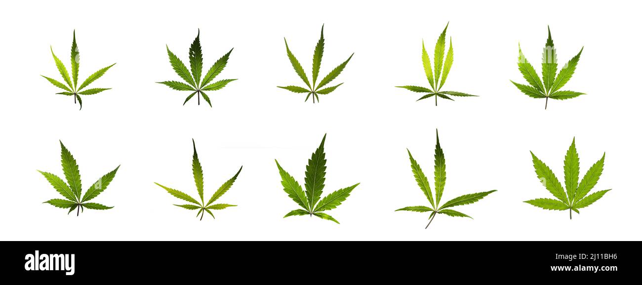 Sign Encyclopedia of marijuana leaves with white backgound and color ...