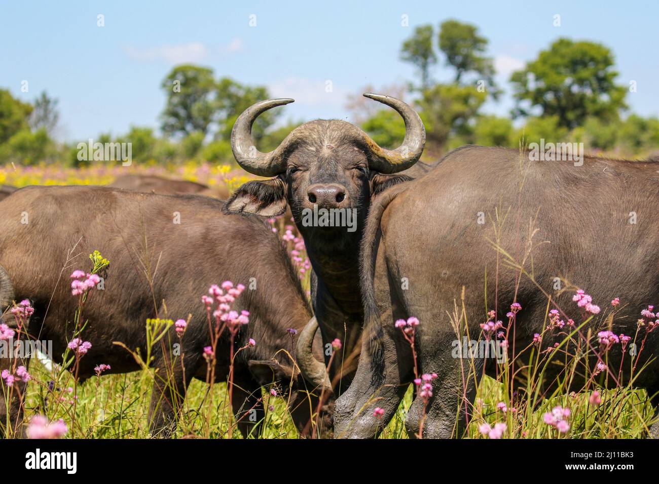 Buffalo and the pink Pom Pom weed, South Africa Stock Photo - Alamy
