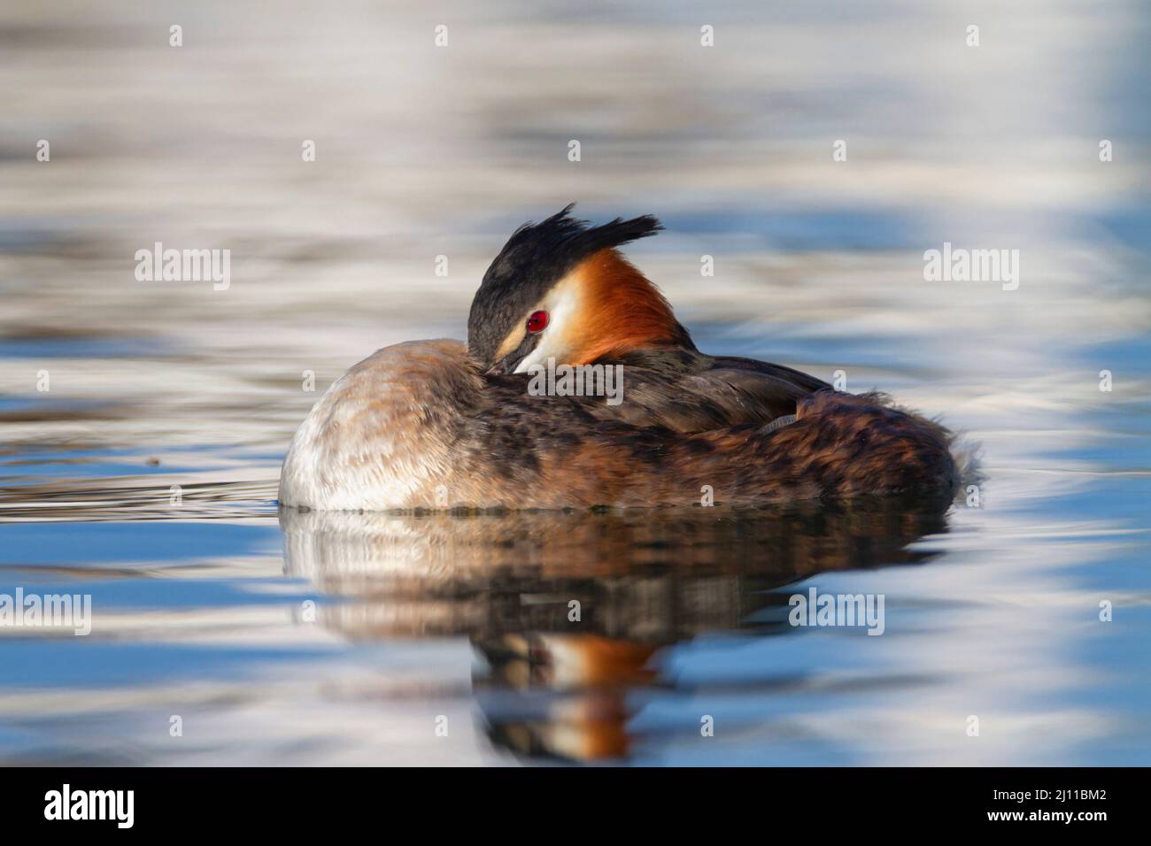 Crested grebe, podiceps cristatus, duck sleeping with an eye open Stock ...