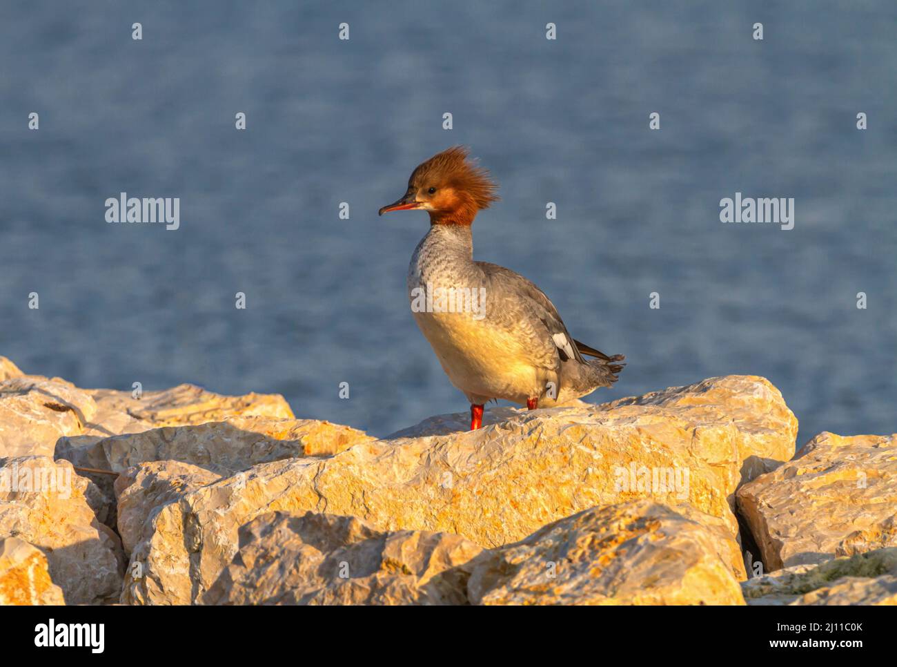 Goosander duck hi-res stock photography and images - Alamy