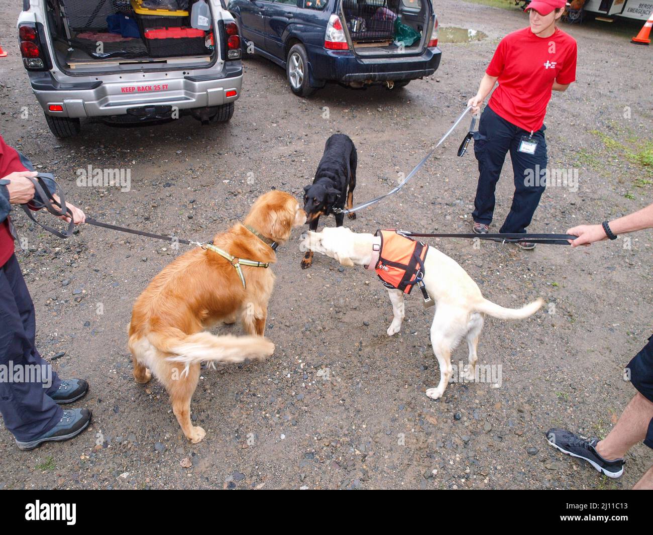 Search and Rescue Dog. Water Rescue Drill Stock Photo - Alamy