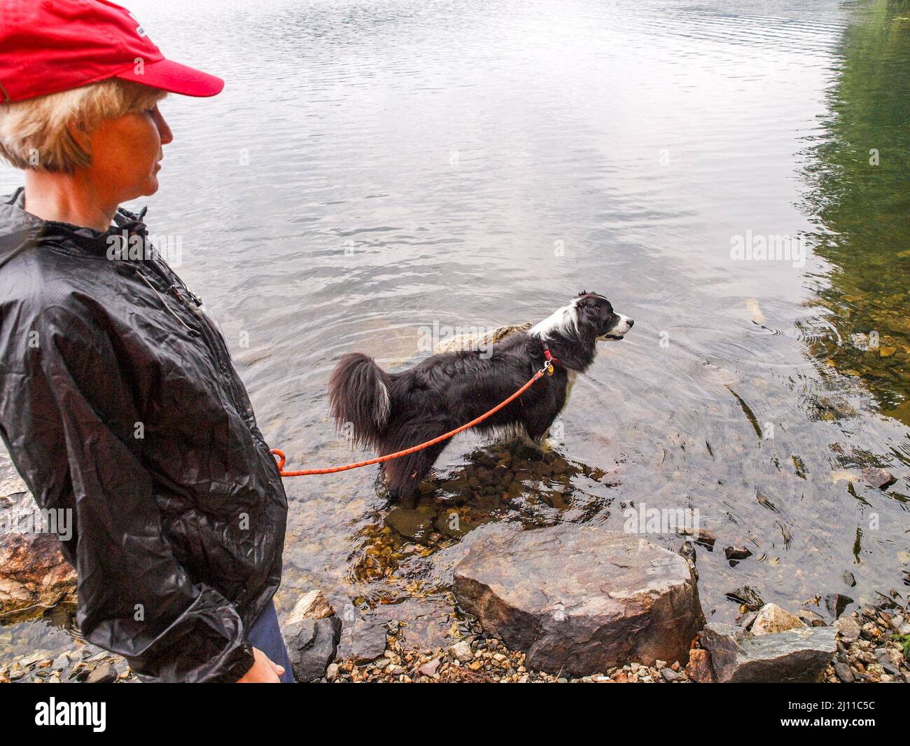 Search and Rescue Dog. Water Rescue Drill Stock Photo - Alamy