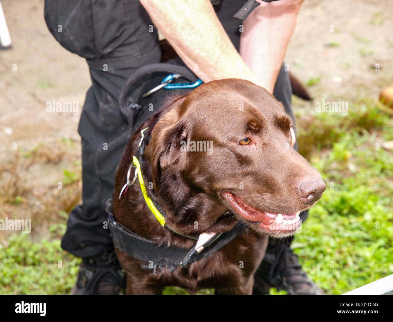 Search and Rescue Dog. Water Rescue Drill Stock Photo - Alamy