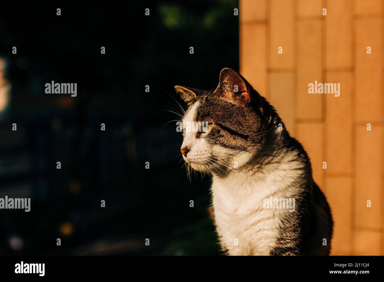 Photo of a cute cat looking Stock Photo - Alamy
