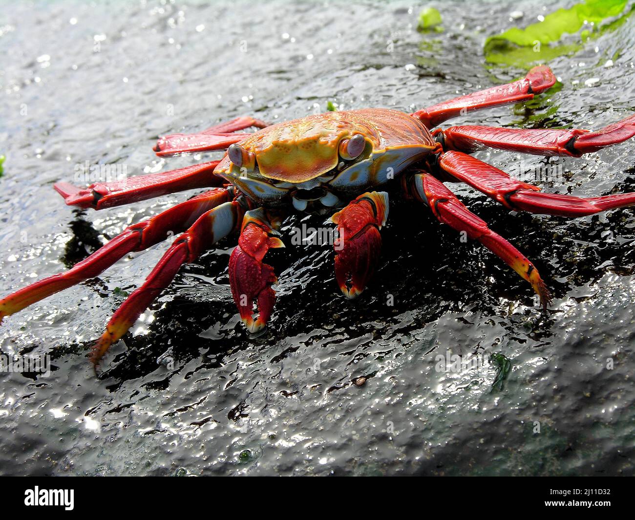 Sally fish hi-res stock photography and images - Alamy