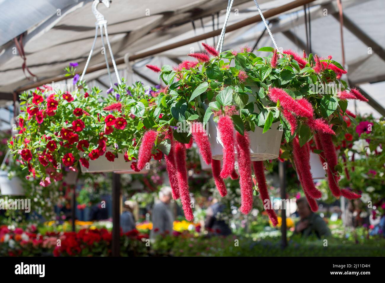Photo of akalifa plants Stock Photo - Alamy