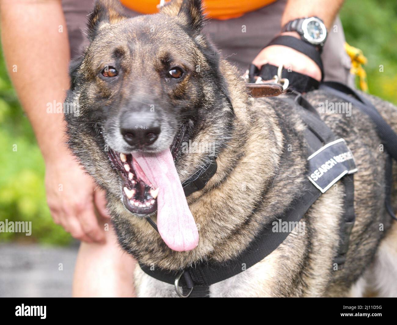 Search and Rescue Dog. Water Rescue Drill Stock Photo - Alamy