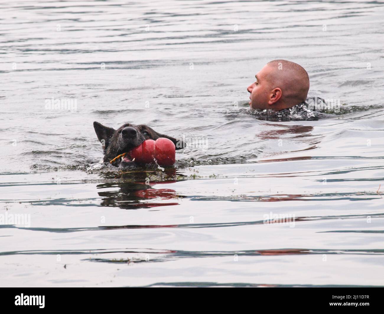 Search and Rescue Dog. Water Rescue Drill Stock Photo - Alamy