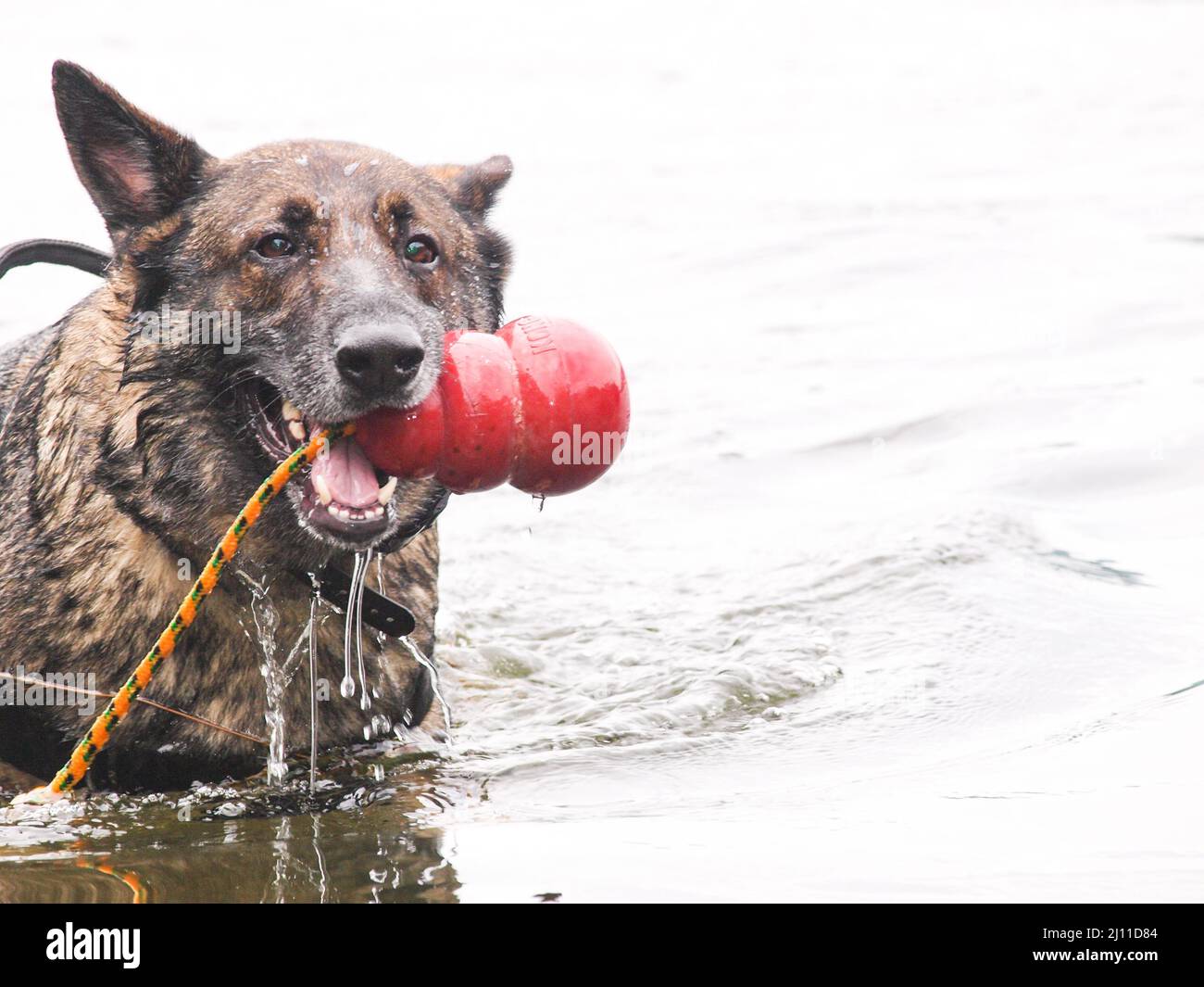Search and Rescue Dog. Water Rescue Drill Stock Photo - Alamy