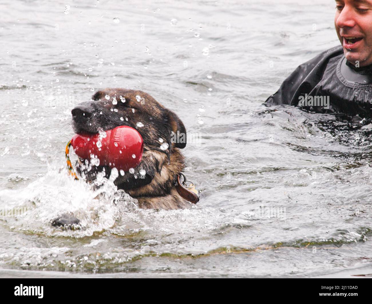 Search and Rescue Dog. Water Rescue Drill Stock Photo - Alamy