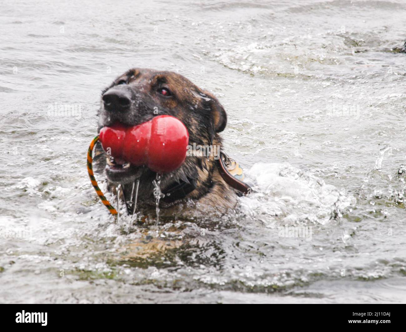 Search and Rescue Dog. Water Rescue Drill Stock Photo - Alamy