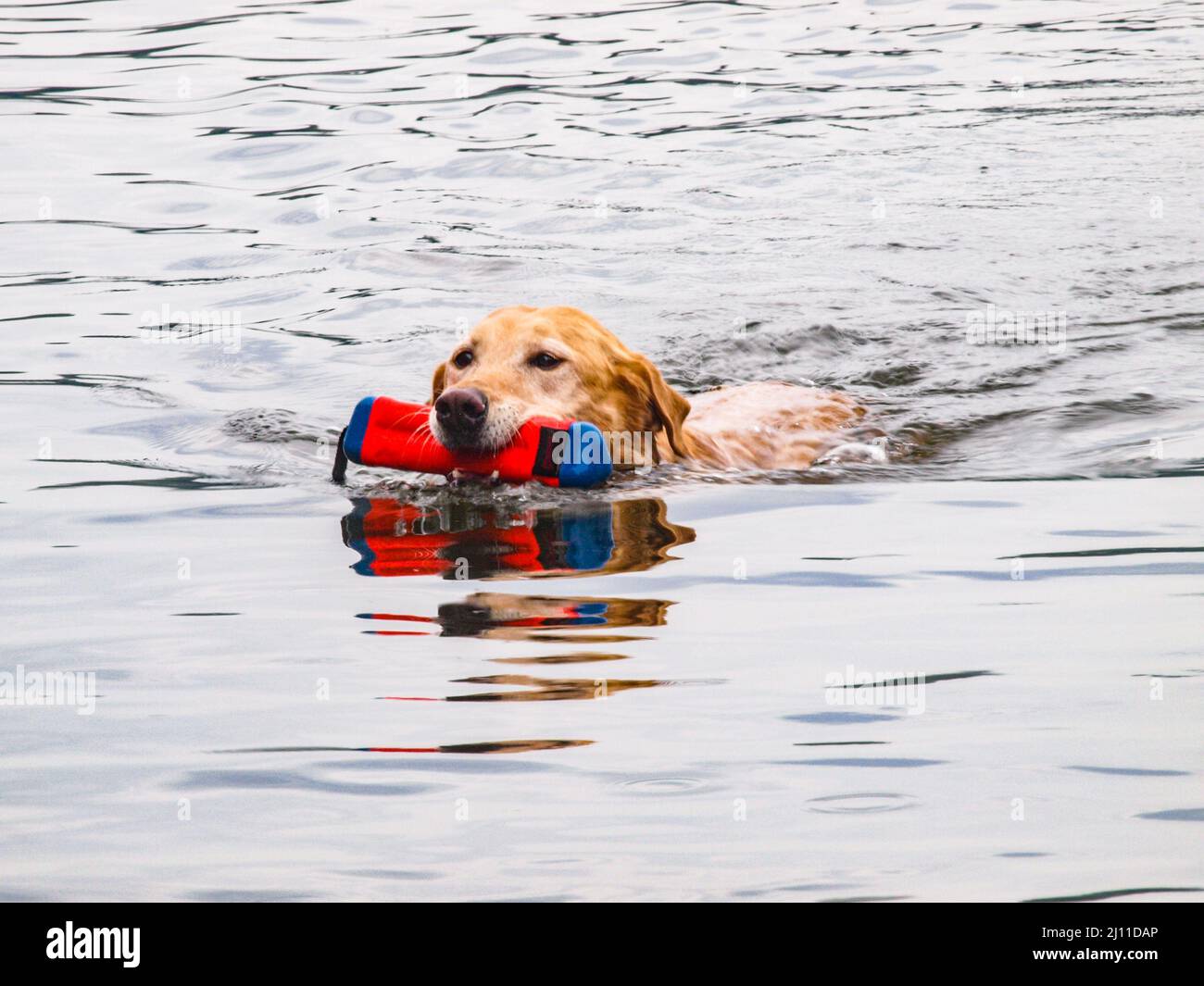 Search and Rescue Dog. Water Rescue Drill Stock Photo - Alamy