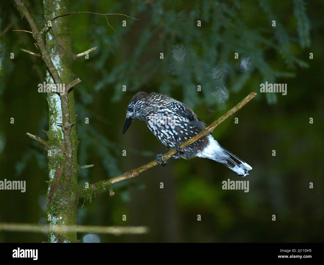 Shot of a small bird standing on a small branch Stock Photo - Alamy