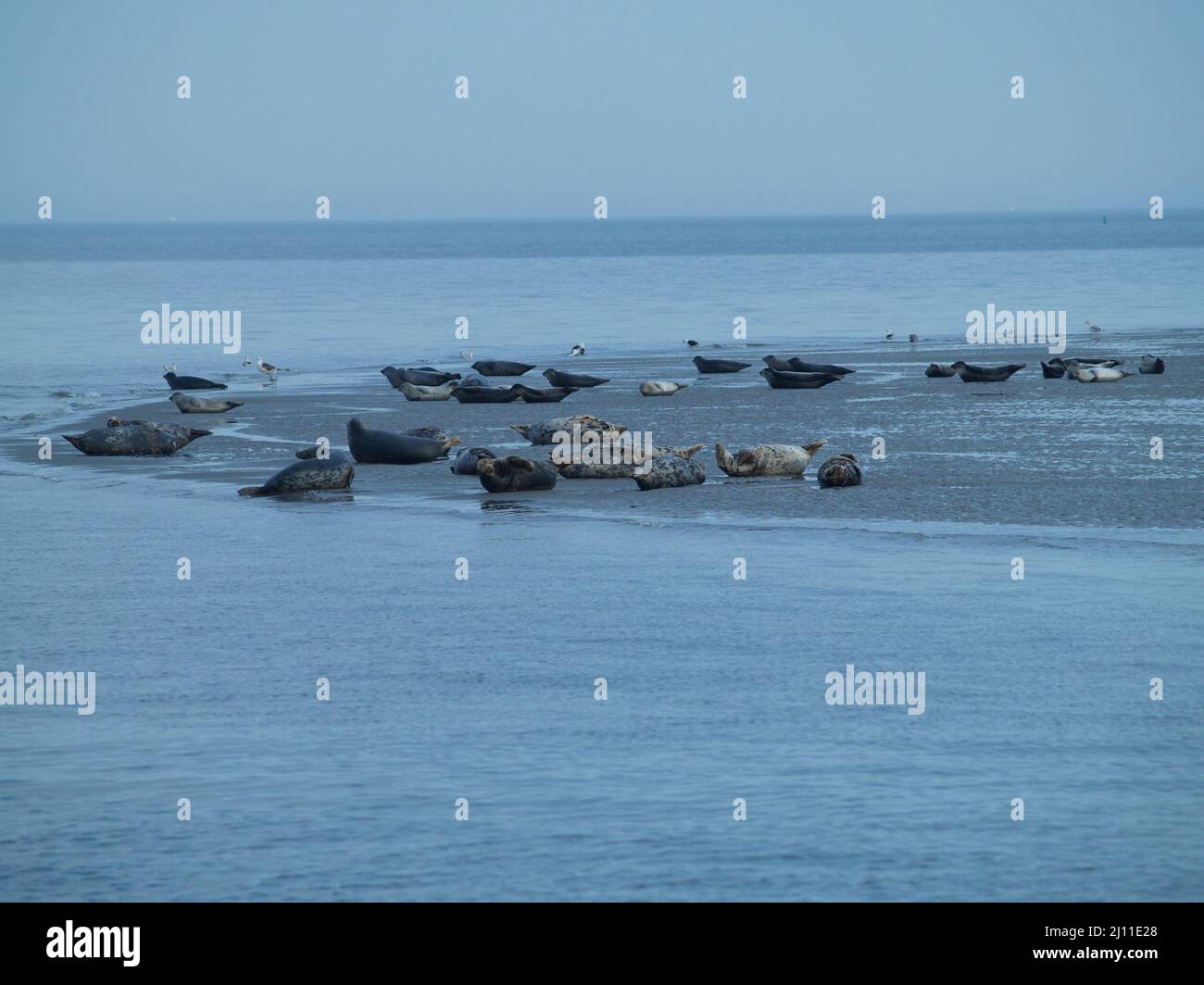 Lots of seals hi-res stock photography and images - Alamy